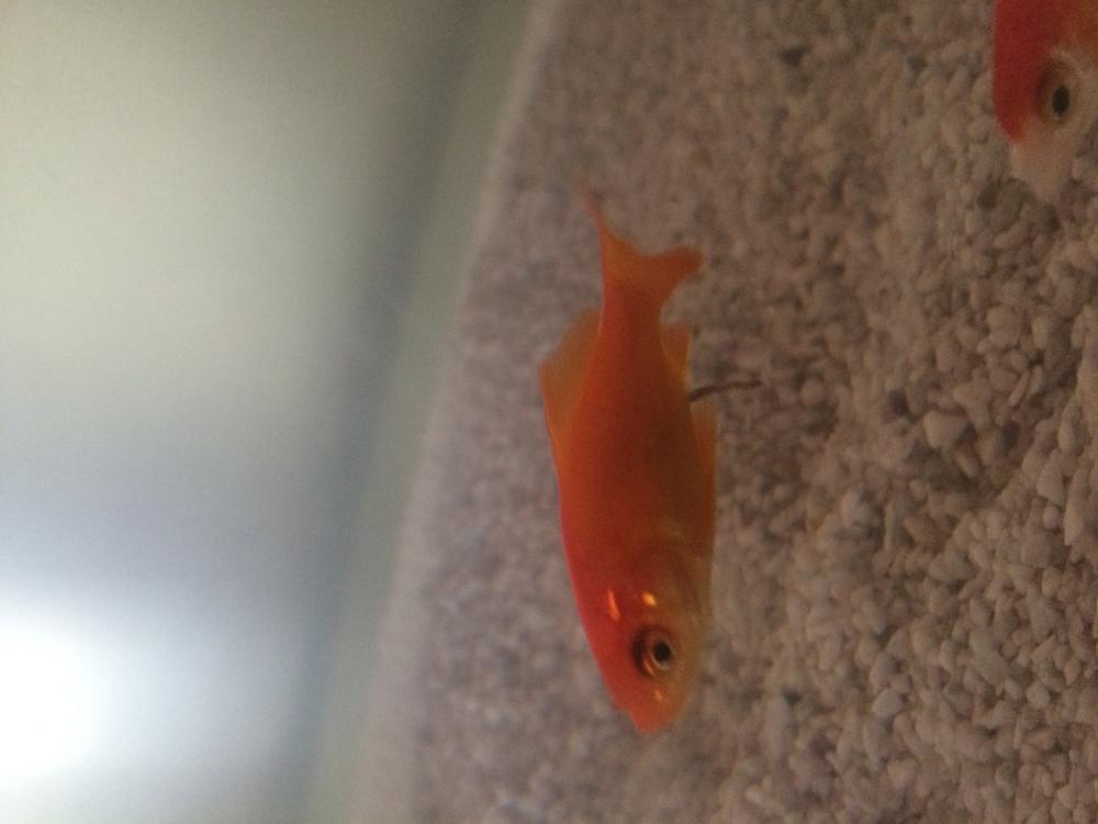 Aiuto e consiglio pesce rosso nuovo e già malato