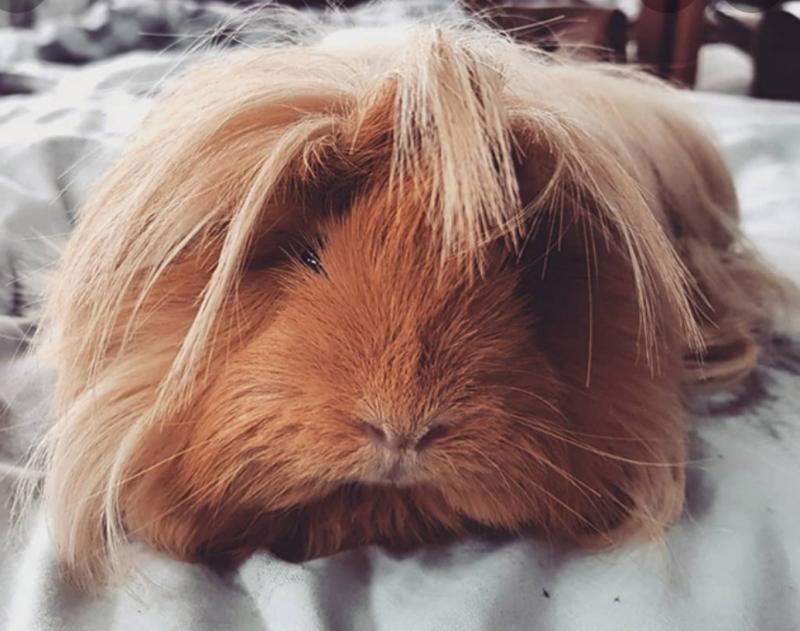 Guinea Pig Bangs and Yellow Hair. She Packs her Lunch to go Nowhere ...